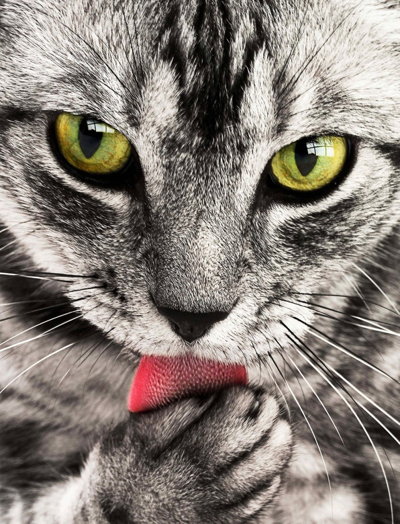 FIP Relapse Symptoms | Treating FIP In Cats | Resources For FIP